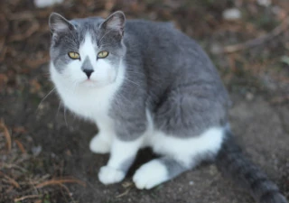 Graybird (verychuu) | Warrior Clan Cats Wiki | Fandom