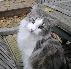 Silverfang (Jay Bird) | Warrior Clan Cats Wiki | Fandom