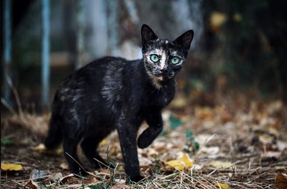 Castella (Ripped) | Warrior Clan Cats Wiki | Fandom
