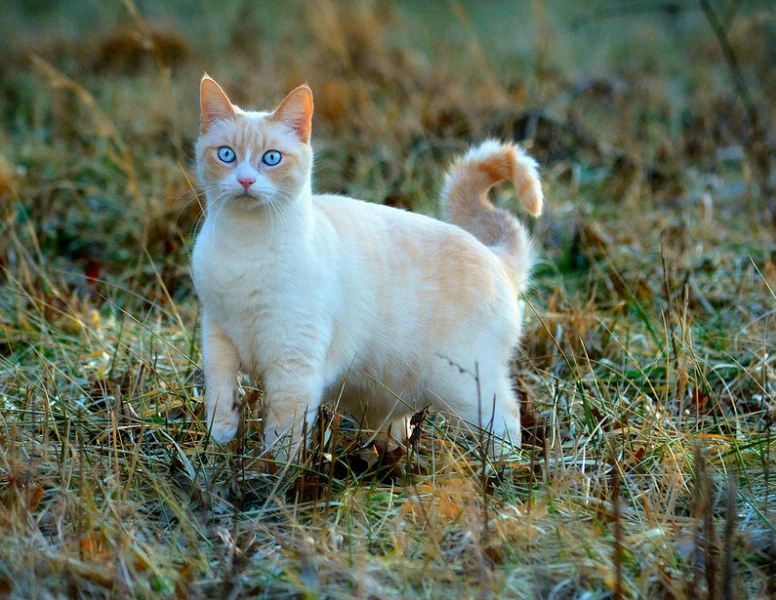 Hazelpaw II (Ember Pheonix) | Warrior Clan Cats Wiki | Fandom