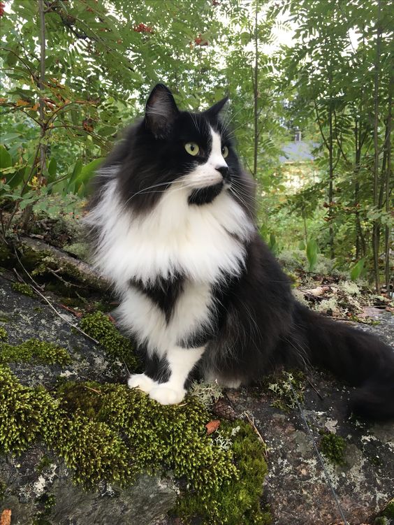 Orchidspark Kieer Warrior Clan Cats Wiki Fandom
