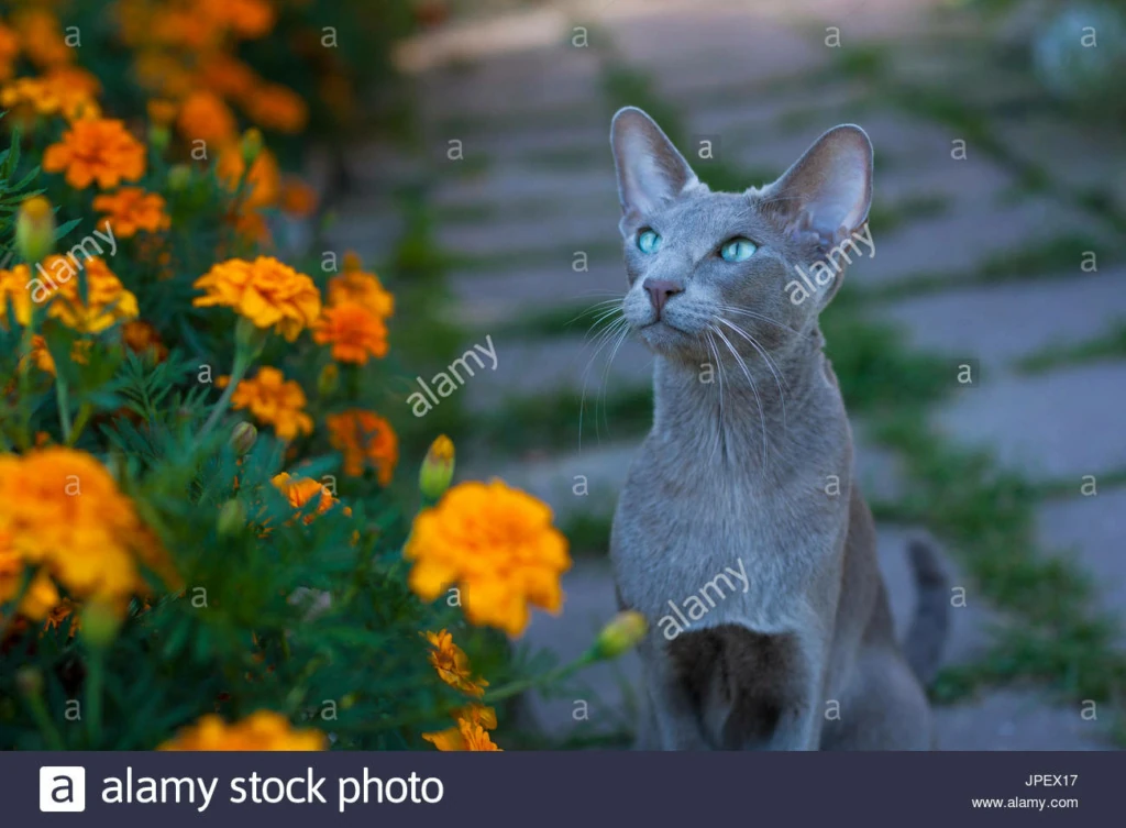 Rainypaw (Rush) | Warrior Clan Cats Wiki | Fandom