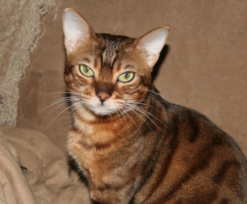 Thornclaw Iceychu Warrior Clan Cats Wiki Fandom