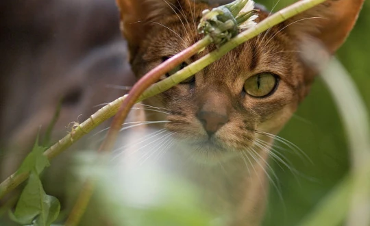 Elmcloud (Seer) | Warrior Clan Cats Wiki | Fandom