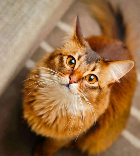 Sunleap (SillySunshine) | Warrior Clan Cats Wiki | Fandom