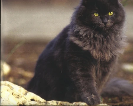 Adderpaw (addie) | Warrior Clan Cats Wiki | Fandom