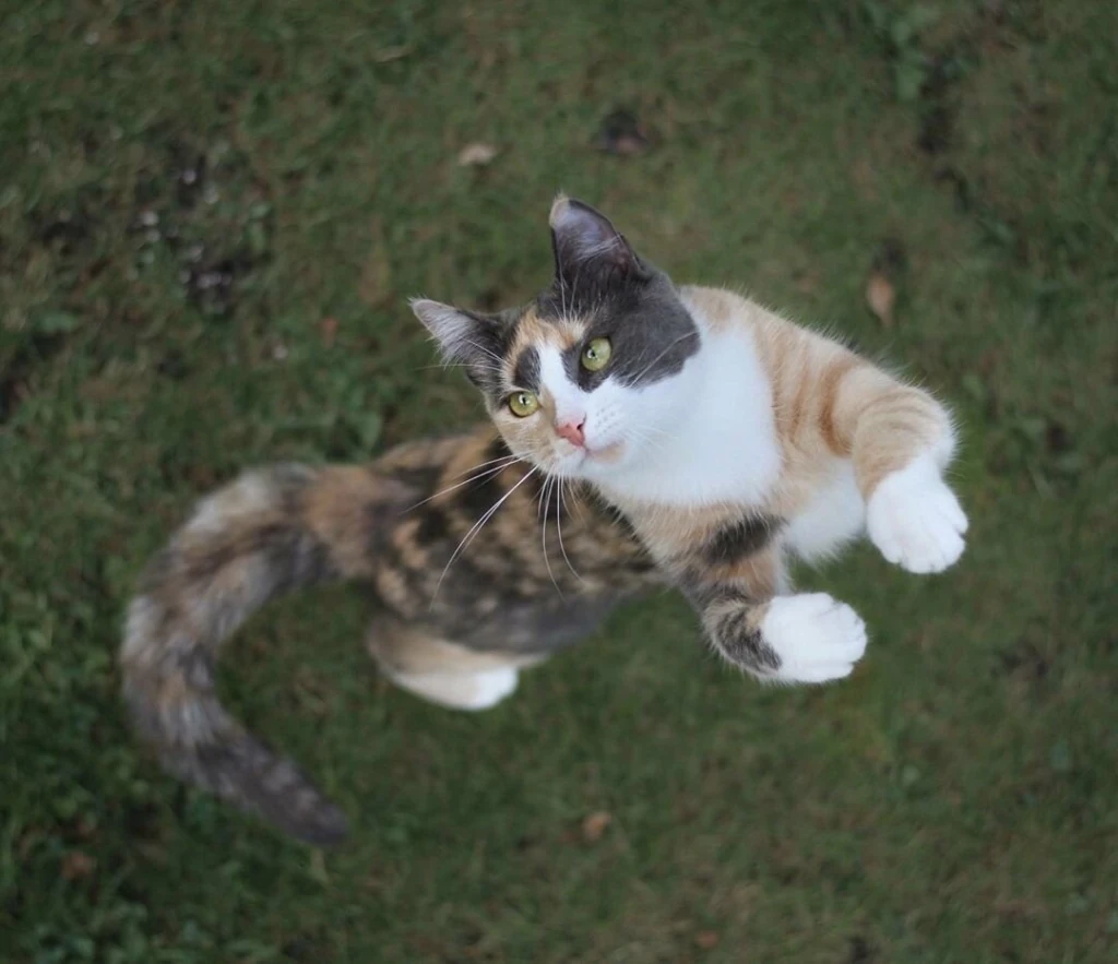 Nectarflower (GravisCordis) | Warrior Clan Cats Wiki | Fandom