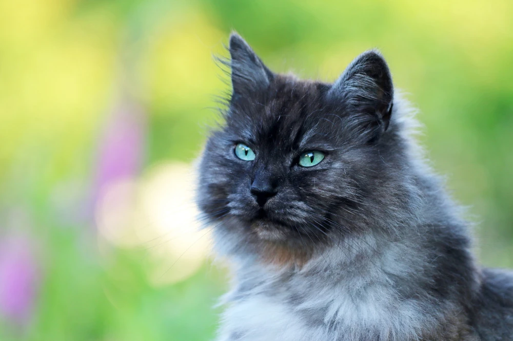 Crowpaw (Alex) | Warrior Clan Cats Wiki | Fandom