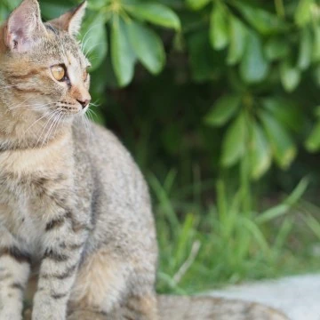 Otterpaw (addie) | Warrior Clan Cats Wiki | Fandom