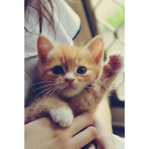 Acornpaw (Lilac) | Warrior Clan Cats Wiki | Fandom