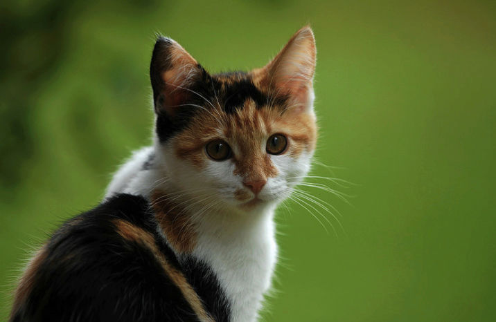 Splashwillow Seer Warrior Clan Cats Wiki Fandom
