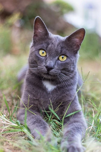 Kindle (Ice) | Warrior Clan Cats Wiki | Fandom