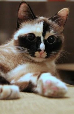 Ploverpaw (Cat) | Warrior Clan Cats Wiki | Fandom