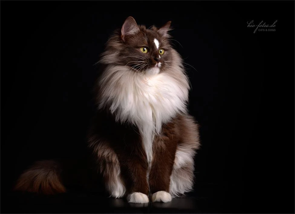 Sweetheart (Ice) | Warrior Clan Cats Wiki | Fandom