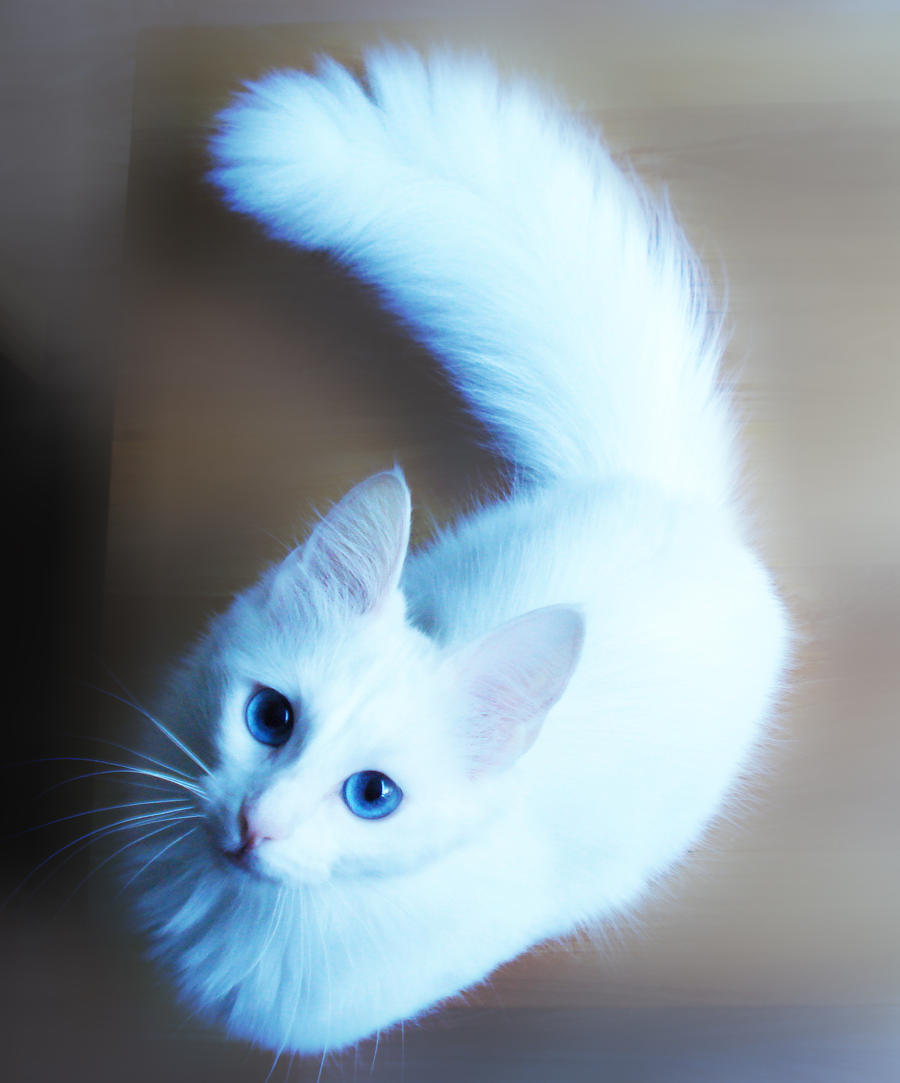 Silentpaw Kari Warrior Clan Cats Wiki Fandom
