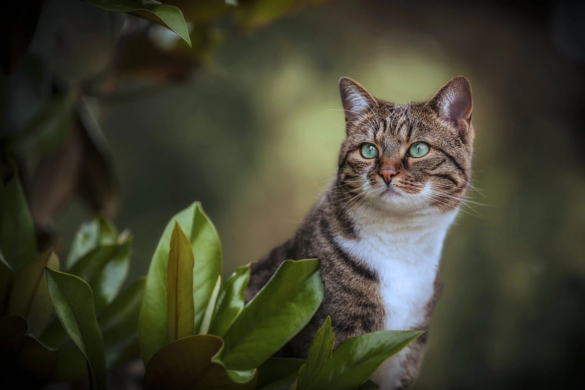 Mousefang (Sun) | Warrior Clan Cats Wiki | Fandom