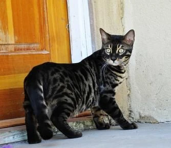 Badgerthorn (Reaper King) | Warrior Clan Cats Wiki | Fandom