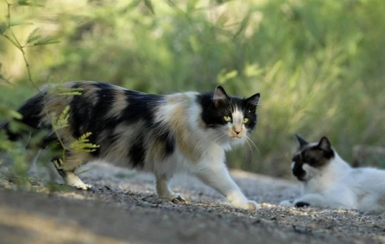 Poppypaw (Seer) | Warrior Clan Cats Wiki | Fandom