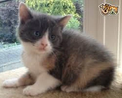 Lichenfang (Ember Pheonix) | Warrior Clan Cats Wiki | Fandom