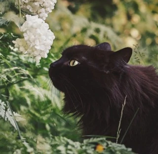 Jaystar (Seer) | Warrior Clan Cats Wiki | Fandom