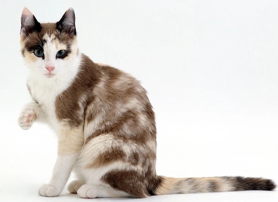 Dappleleaf (khamosa) | Warrior Clan Cats Wiki | Fandom