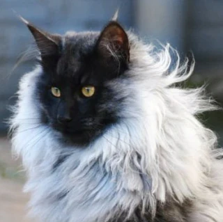 Cinderpaw (lemon) | Warrior Clan Cats Wiki | Fandom