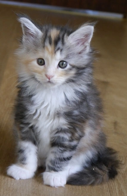 Dustpaw (Xeli) | Warrior Clan Cats Wiki | Fandom