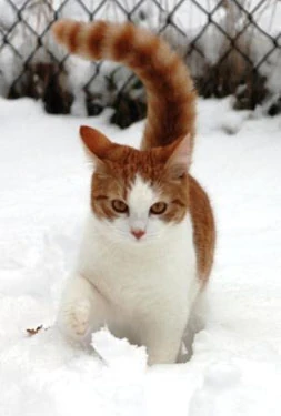 Brightwing (Laurel) | Warrior Clan Cats Wiki | Fandom