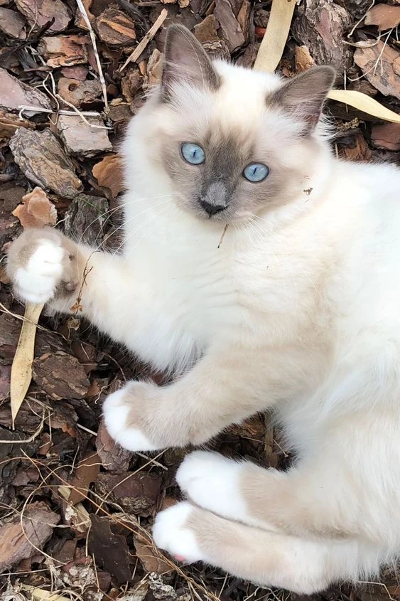 Drizzlepaw (Lilystorm) | Warrior Clan Cats Wiki | Fandom