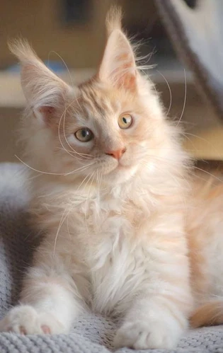 Rosepaw (isla) | Warrior Clan Cats Wiki | Fandom