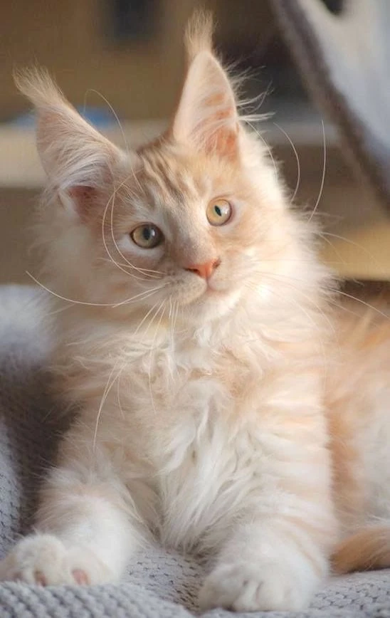 Rosepaw (isla) | Warrior Clan Cats Wiki | Fandom