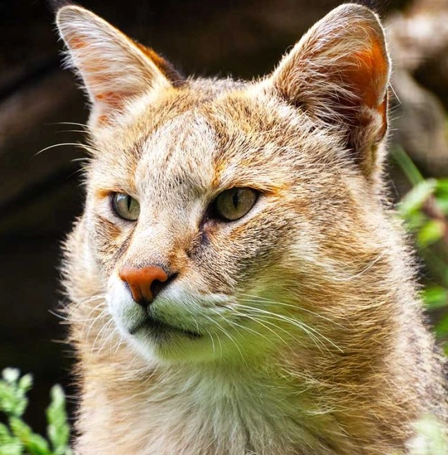 Vinecrawler (Flybot) | Warrior Clan Cats Wiki | Fandom