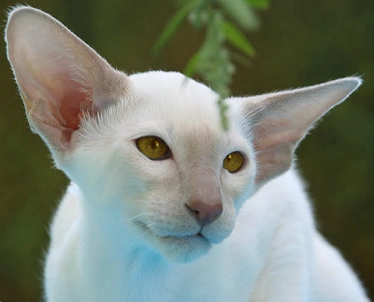 Sunflower (Ice) | Warrior Clan Cats Wiki | Fandom