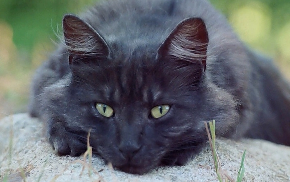 Galepaw (Seer) | Warrior Clan Cats Wiki | Fandom