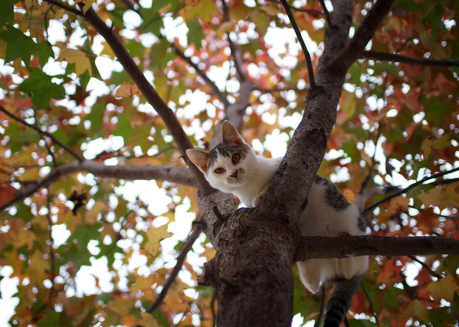 Lichenmask (Seer) | Warrior Clan Cats Wiki | Fandom