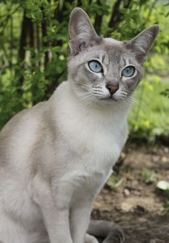 Creekpaw (Aspen) | Warrior Clan Cats Wiki | Fandom