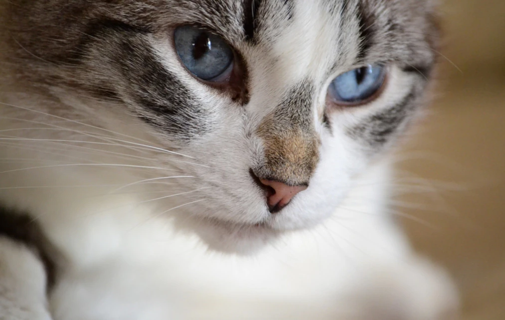 Birchpaw (Icee) | Warrior Clan Cats Wiki | Fandom