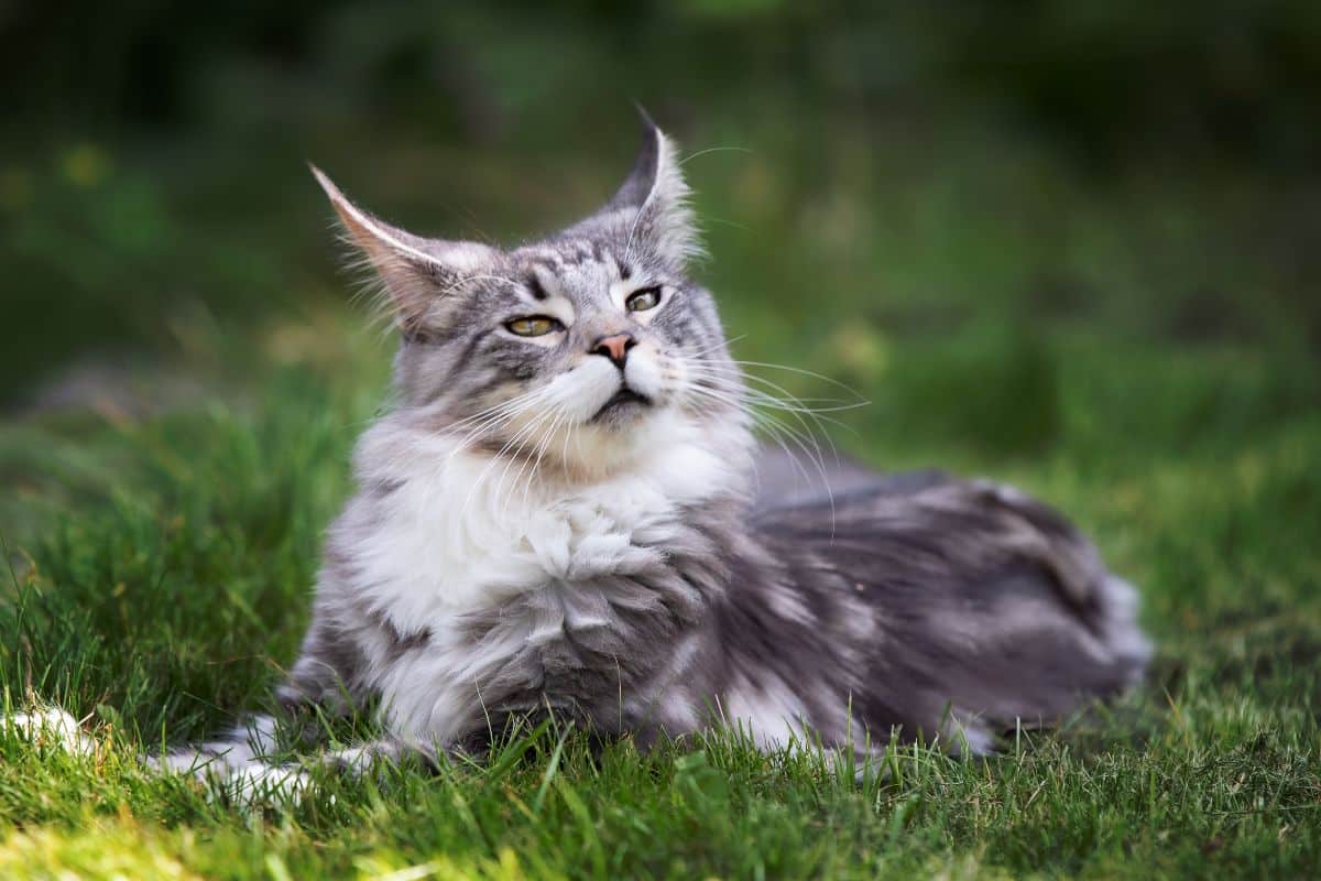 Spiderpaw Ii Kari Warrior Clan Cats Wiki Fandom