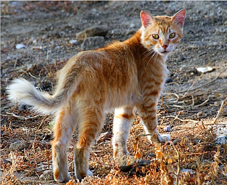 Weaselpaw (Midnee) | Warrior Clan Cats Wiki | Fandom