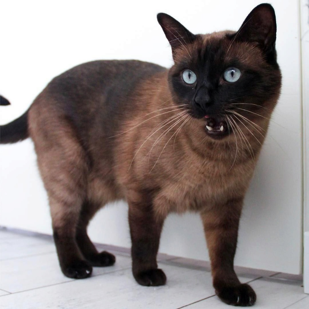 Mudshriek Zenpaii Warrior Clan Cats Wiki Fandom