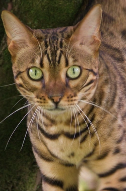 Leopardstar (Sun) | Warrior Clan Cats Wiki | Fandom