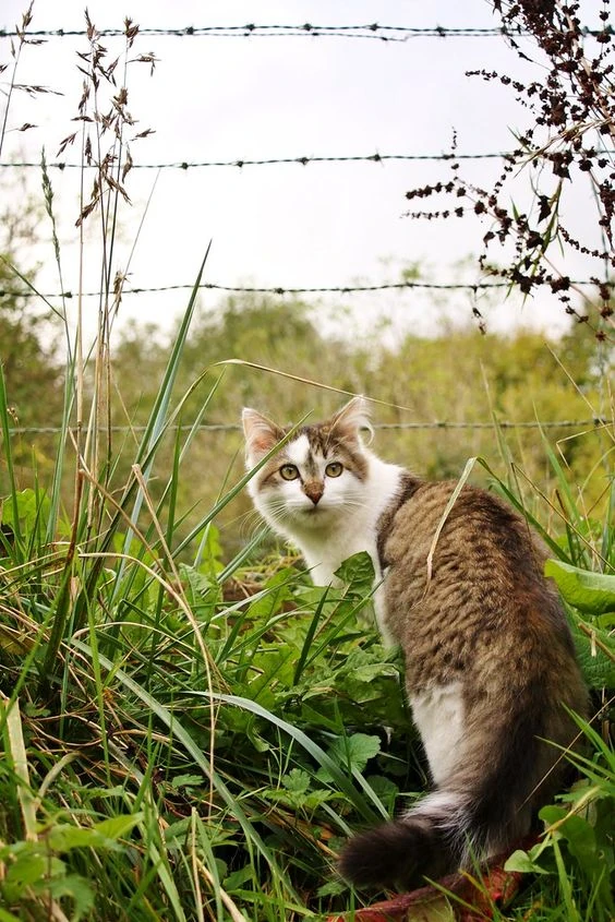 Tortoise (chicago) | Warrior Clan Cats Wiki | Fandom