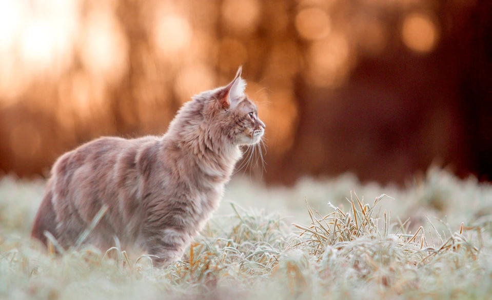 Duskpaw (Seer) | Warrior Clan Cats Wiki | Fandom