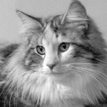 Poppysong (Icee) | Warrior Clan Cats Wiki | Fandom