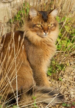 Rowanheart (Aspen) | Warrior Clan Cats Wiki | Fandom