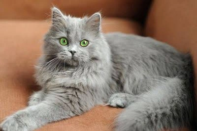 Mintpool (ginger) | Warrior Clan Cats Wiki | Fandom