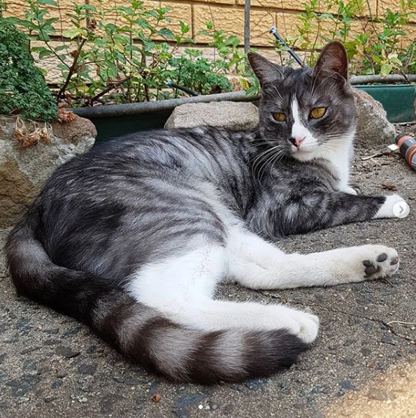 Crowcaller (JJ) | Warrior Clan Cats Wiki | Fandom