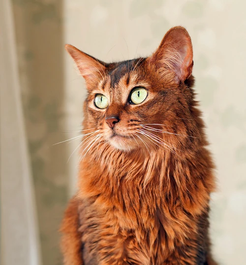 Foxflower (khamosa) | Warrior Clan Cats Wiki | Fandom