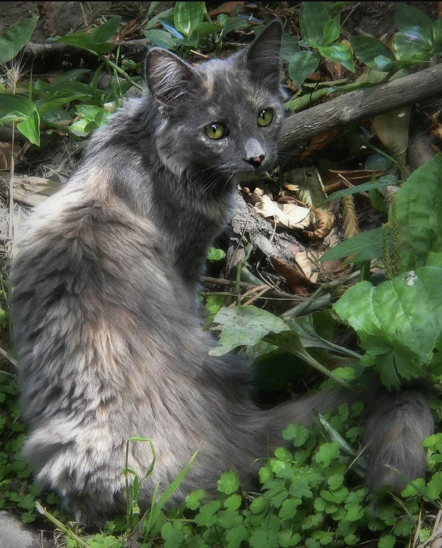 Lightningpaw (Sun) | Warrior Clan Cats Wiki | Fandom