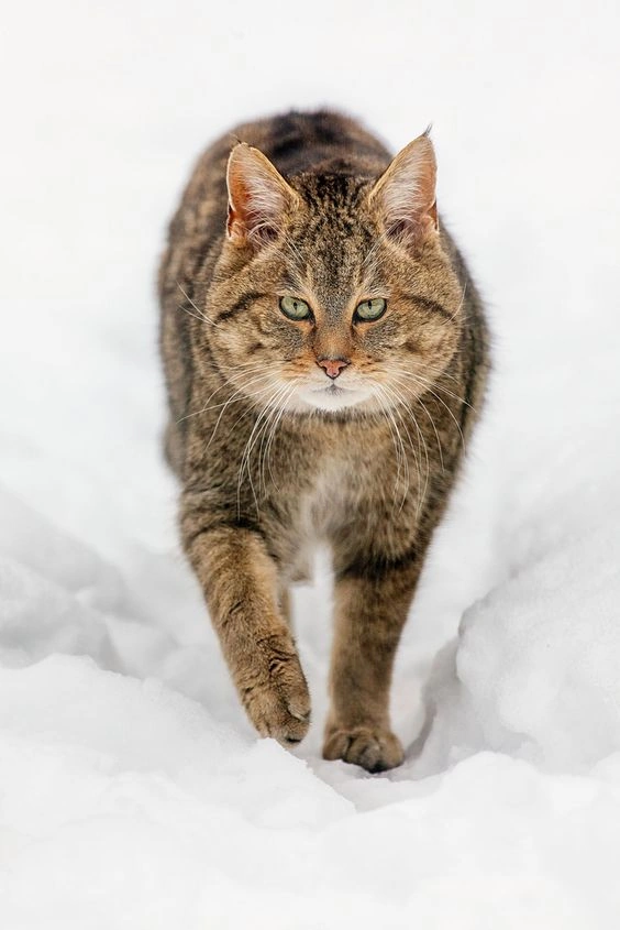 Addercrest (Karuna) | Warrior Clan Cats Wiki | Fandom